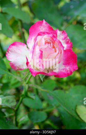 Vertical macro of unopened green rose buds with fine spiderwebs and a ...