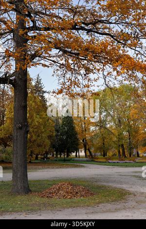 A vertical shot of a road surrounded by a forest Stock Photo - Alamy