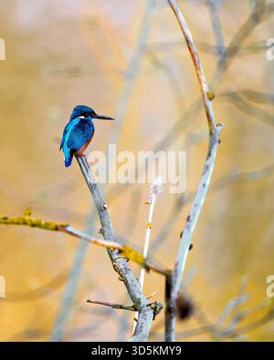 Closeup Kingfisher with orange feathers on chest and blue feathers on ...