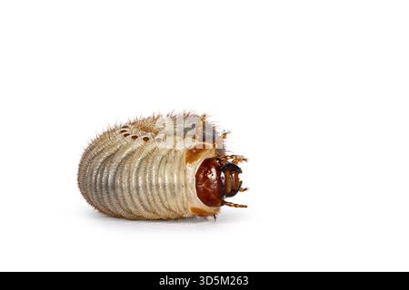 Larva or grub from Congo Rose chafer aka achnoda marginata peregrina ...