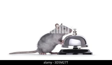Cute grey baby rat, sitting beside shiny table bell. Isolated on a ...