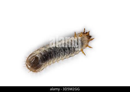 Top view shot of Congo Rose chafer aka Pachnoda marginata peregrina ...