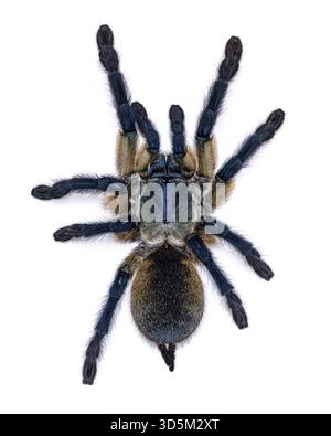 Top view of vivid blue colored Monocentropus balfouri aka Socotra ...