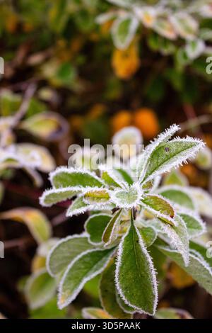 Macro shot of the details of ice texture Stock Photo - Alamy
