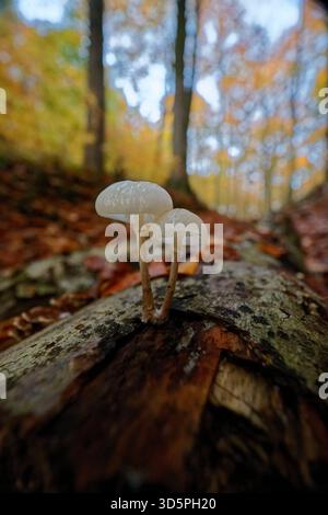 Mushrooms that are on a tree taken Stock Photo - Alamy