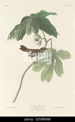 Robert Havell's 1829 engraving after John James Audubon depicts Chuck ...