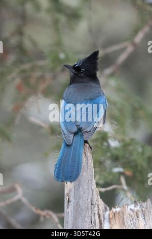 Steller's Jay perched on snow with blue plumage and crest, surrounded ...