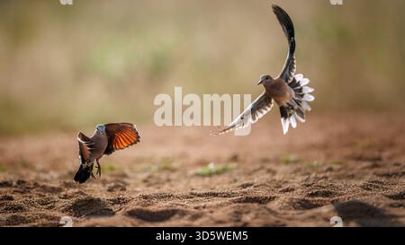 Namaqua Dove female and laughing dove in flight front view in Greater ...