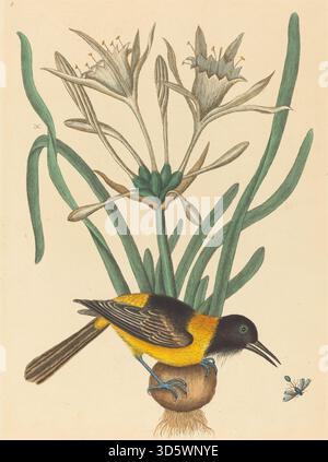 Illustration of the Yellow and Black Pye (Oriolus icterus) by Mark ...