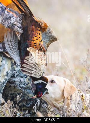 A yellow Lab out hunting in South Dakota Stock Photo - Alamy