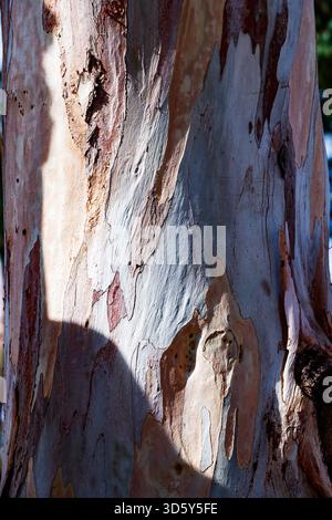 A soft focus of a tree trunk with gray lichens Stock Photo - Alamy