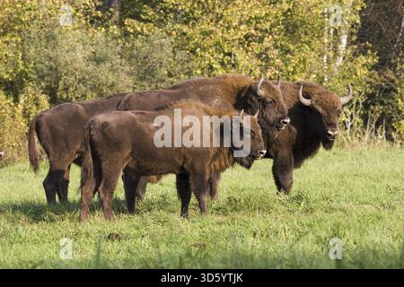 Bison, bison, group, (Bison bosanus), family, several Stock Photo - Alamy
