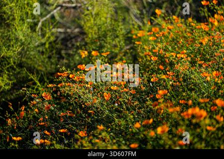 Cerro Johnson, also known as Cerro del Bachoco, Hermosillo, Mexico ...