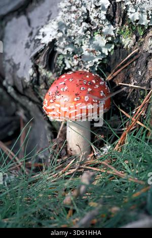 A closeup of a Fly Agaric mushroom surrounded by plants outdoors Stock ...