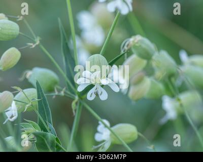 Flower species on the Mani Peninsula, Peloponnese, Greece Stock Photo ...