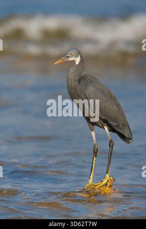 western reef heron on beach, madhavpur, india. Egretta gularis. one ...