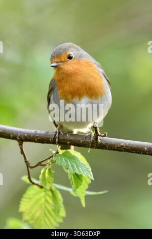 A vertical shot of a robin perched on a branch with autumn foliage ...
