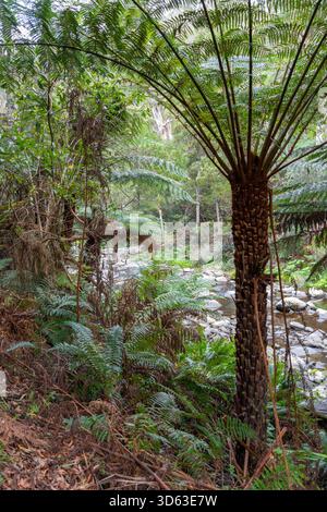 Path through the jungle, Great Ocean Road, Victoria, Australia, Oceania ...