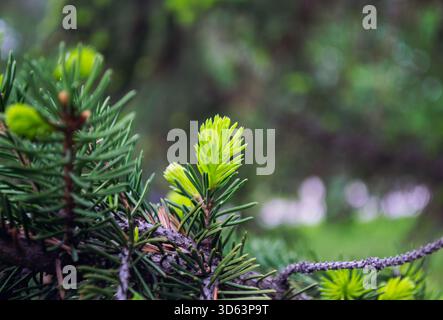 Delicate new spruce tree needles unfurl in the spring sunlight ...