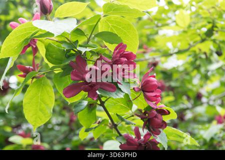 Gewürzstrauch (Calycanthus 'Aphrodite' Stock Photo - Alamy