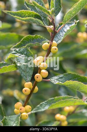 Winterbeere, Ilex verticillata Citronella Stock Photo - Alamy