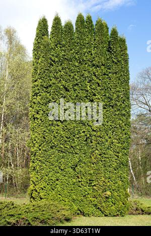 Abendländischer Lebensbaum, Thuja occidentalis Columna,, Western ...