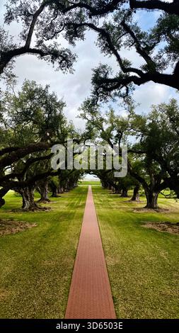 Path in the shade with trees arching on it Stock Photo - Alamy