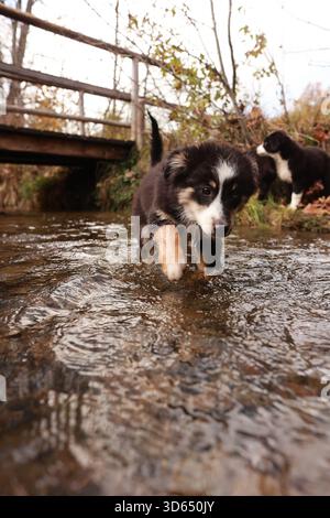 Dog splashing in small stream on a walking path in the Palatine Forest ...