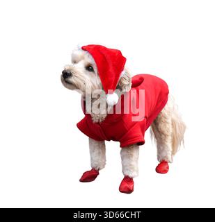 Cockapoo puppy dog isolated on a white background Stock Photo - Alamy