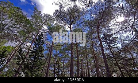 A vertical low angle shot of dense greenery in a forest Stock Photo - Alamy