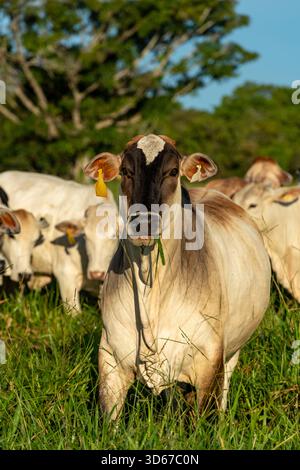 Cattle. Herd of Nelore cattle in the pasture, in the late afternoon ...