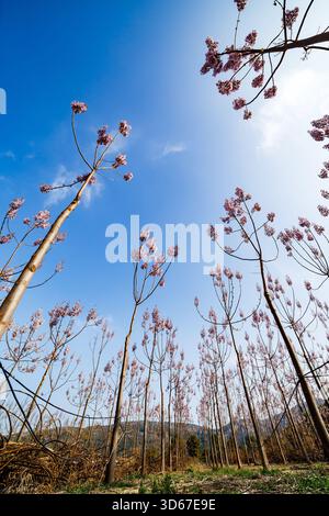 A dense forest with blue flowers and tall trees in Hallerbos, Belgium ...