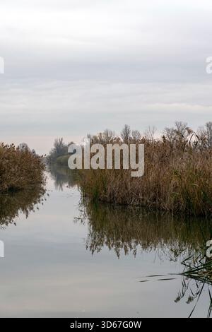 Leafless trees against a gray cloudy sky on a gloomy day Stock Photo ...