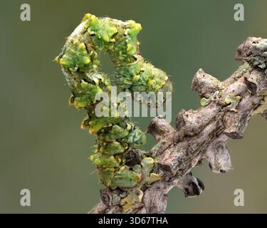 Brussels Lace Moth caterpillar (Cleorodes lichenaria) on lichen covered ...