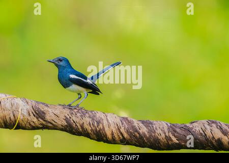 Oriental Magpie Robin standing on a rock in nature Stock Photo - Alamy
