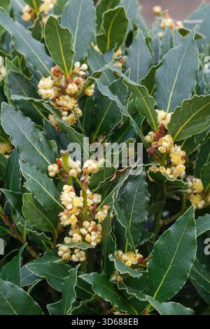 Laurel hedging flowers Stock Photo - Alamy