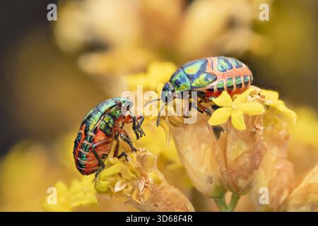 Calidea dregii (Rainbow Shield Bug) or African Jewel Beetle feeding on ...