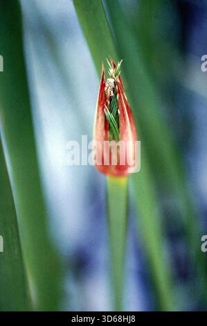 Nature, Italy, region of Sicilia 1975 Capo Sanvito (San Vito Cape Stock ...