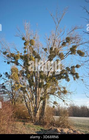 Weißbeerige Mistel (Viscum album Stock Photo - Alamy