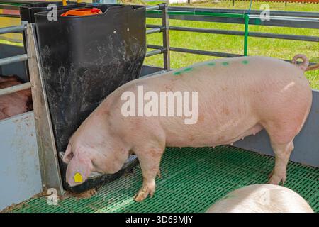 Automated Pig Feeder Device at Modern Animal Farm Equipment Stock Photo ...