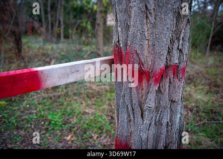 A tree trunk with red marks in the park Stock Photo - Alamy