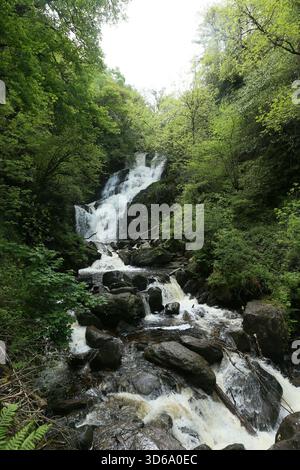 A serene forest in Killarney National Park, Ireland, features tall ...
