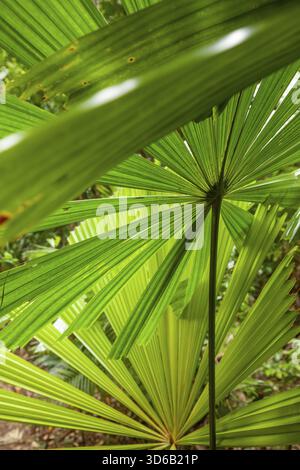 Australian fan palms in sunny rainforest on the way to Mount Sorrow in ...