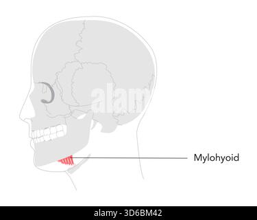 Stylohyoid - Human suprahyoid muscle shown in labeled anatomy diagram ...