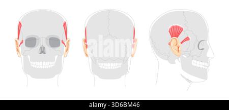 Superior Anterior auricular - Ear muscle illustrated in anatomy chart ...