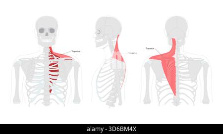 Trapezius - Large human back and neck muscle shown in anatomy chart ...