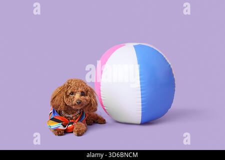 Cute Toy Poodle dog with inflatable ring and suitcase on lilac ...