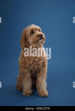 A Labradoodle with curly fur looks up, its head slightly tilted ...