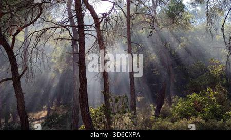 Light rays pierce through mist over a lush mountainous landscape with ...