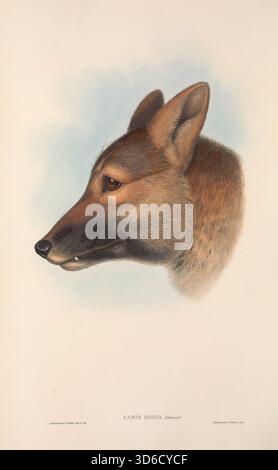 "Dingo / Canis Dingo. The mammals of Australia (1845-1863). John Gould ...